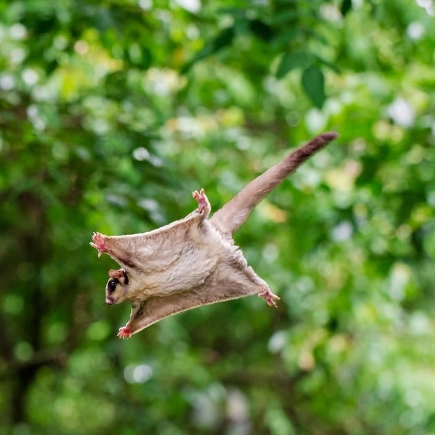 Sugar glider facts | World Animal Protection