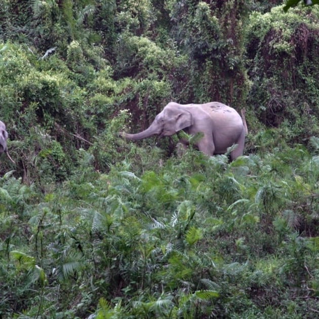 Bill S-15: An important step in addressing captive wildlife problems in ...