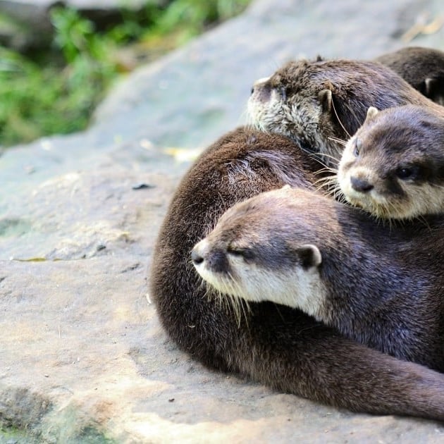 6 fun facts about animal siblings