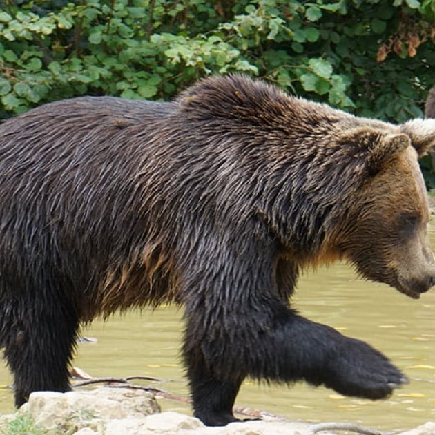 11 cool facts about bears | World Animal Protection