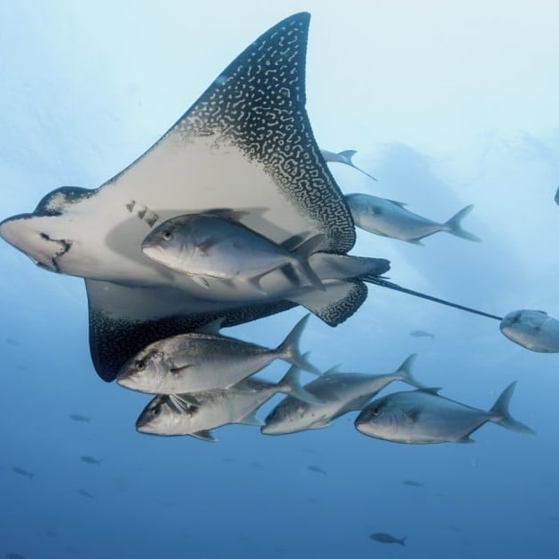 Fish sentience | World Animal Protection