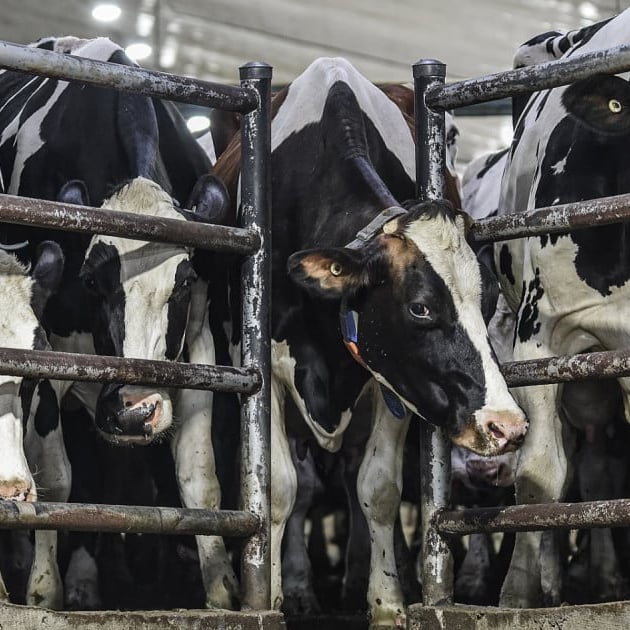 Updates to NFACC's Dairy Code | [site:name]