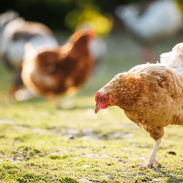 Chicken facts | World Animal Protection
