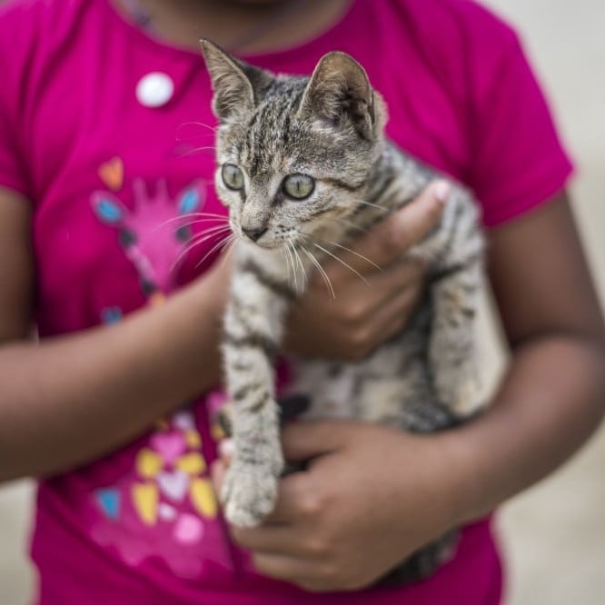 5 ways you’ve helped cats in need