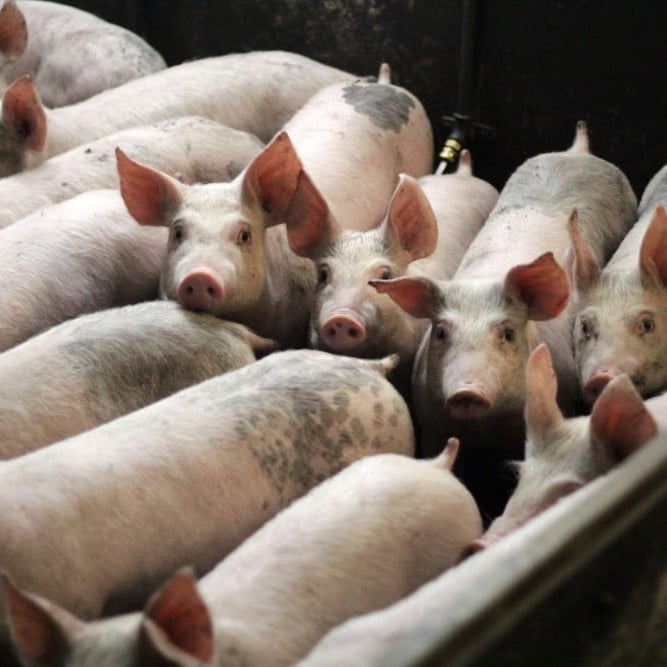 Antimicrobial resistance (AMR) | World Animal Protection