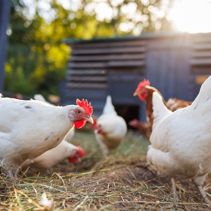 Thank you for your generosity this Giving Tuesday | World Animal Protection