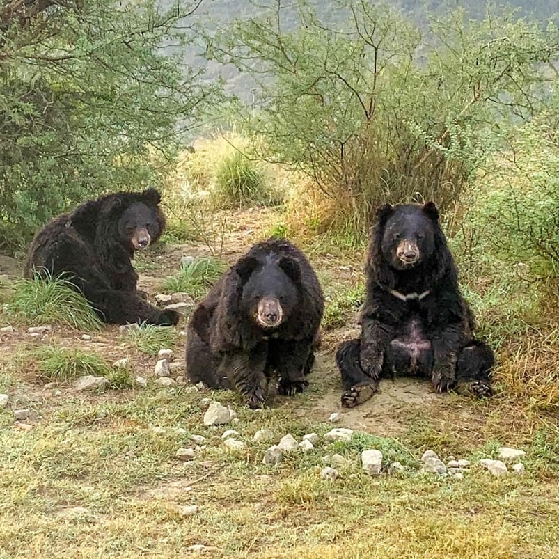 Which bear are you? | World Animal Protection