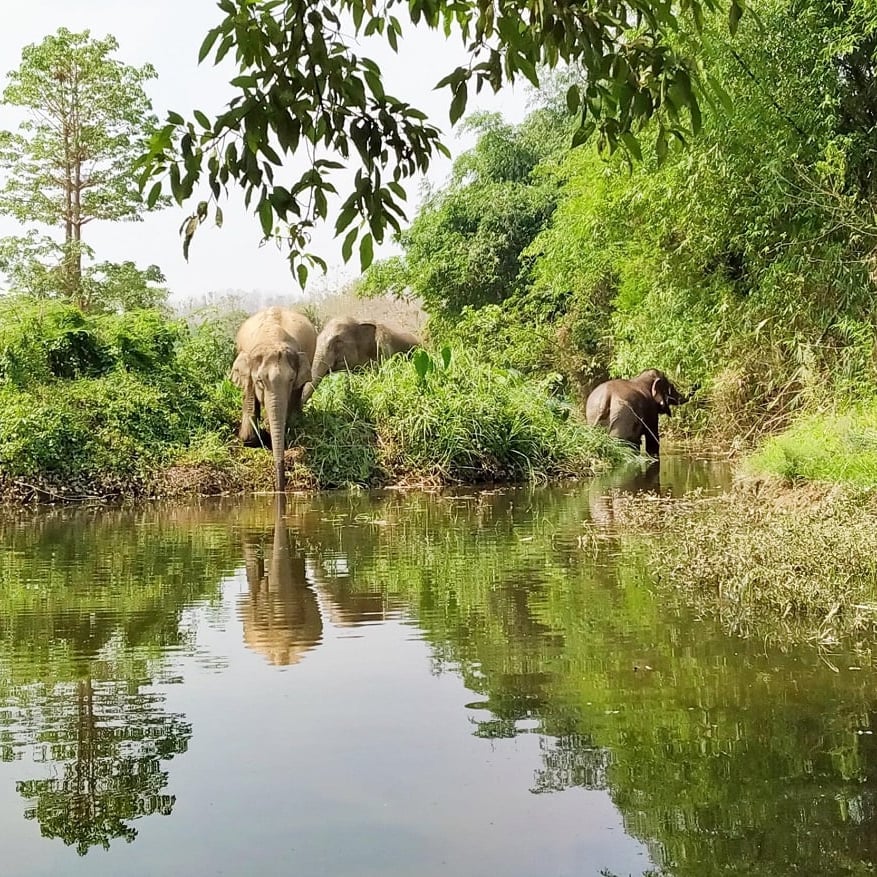 Meet three elephant best friends | World Animal Protection