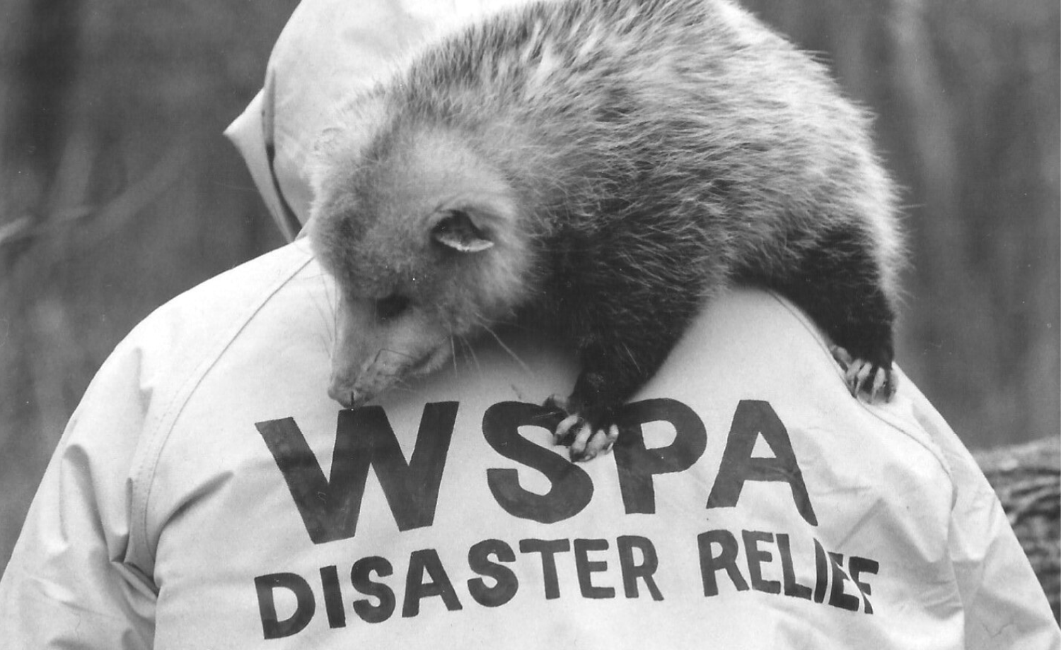 Celebrating 75 years of protecting animals | World Animal Protection