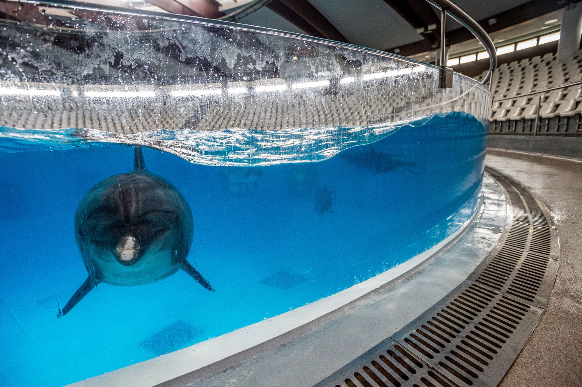 Marine mammal captivity | World Animal Protection