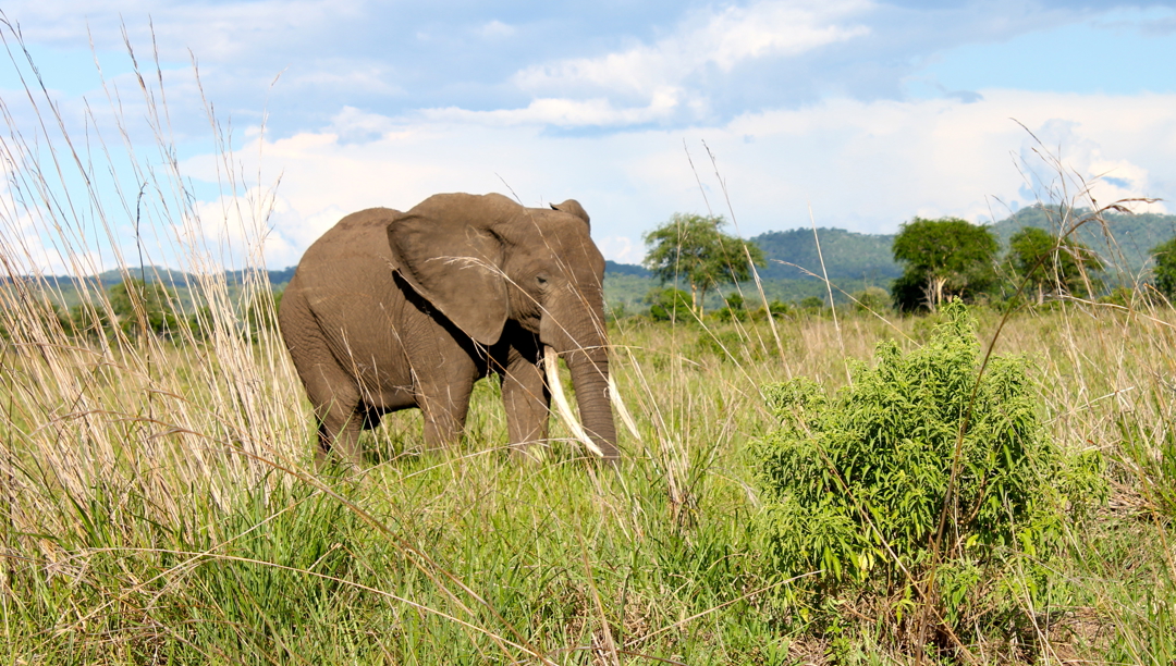 About us | World Animal Protection