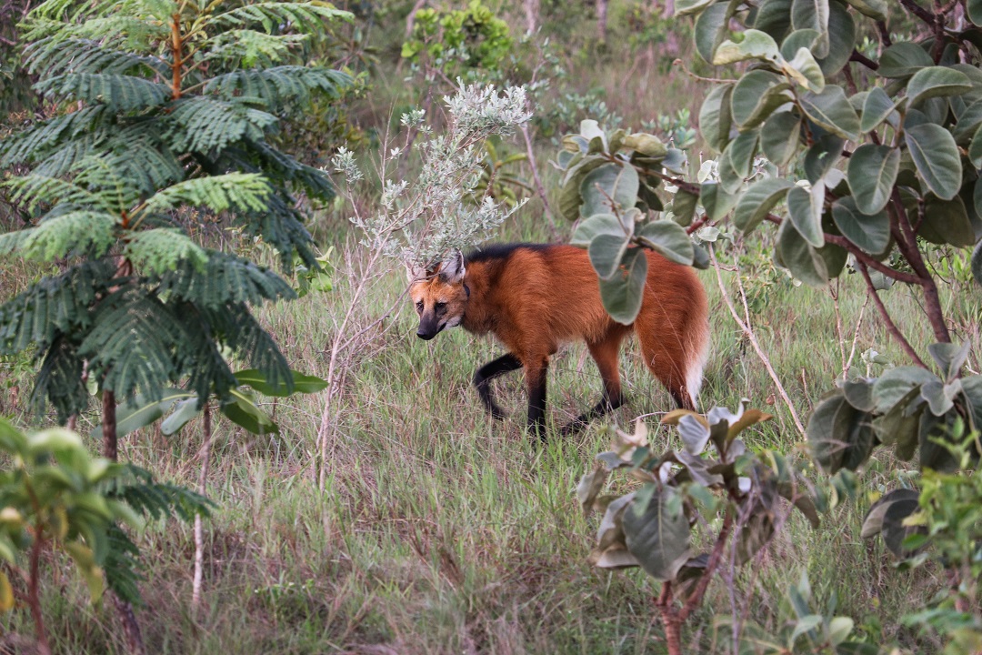 The fight to save the maned wolf | World Animal Protection