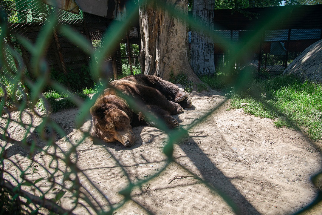Update on Baloo’s health | World Animal Protection