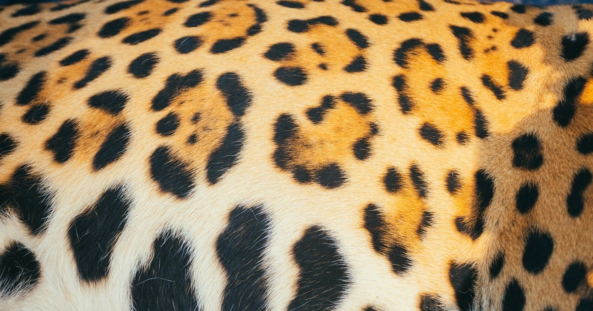 An update on Xamã, the rescued jaguar | World Animal Protection