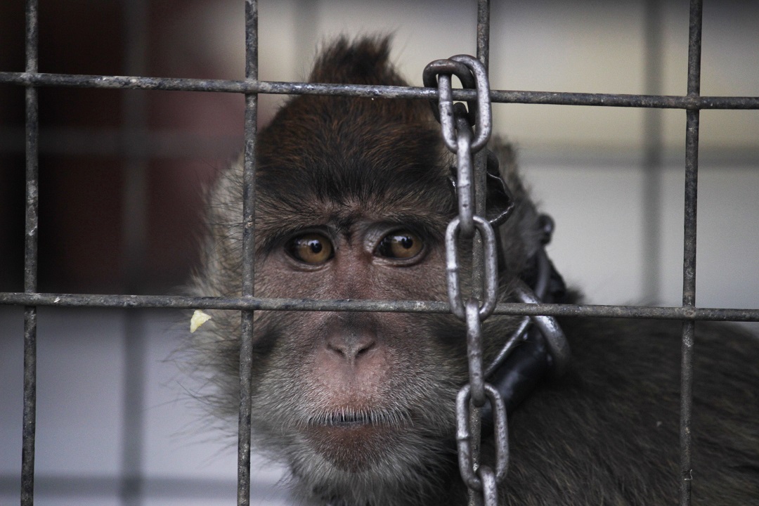 Help rescue 30 monkeys from cruelty | World Animal Protection