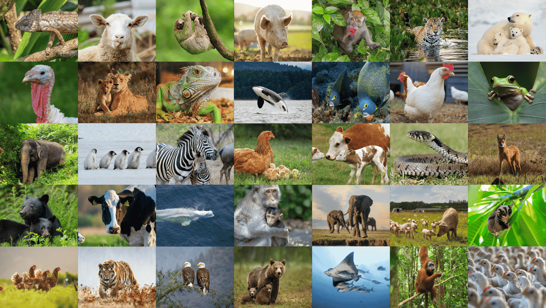 Vote for Animals | 2025 Federal Election | World Animal Protection