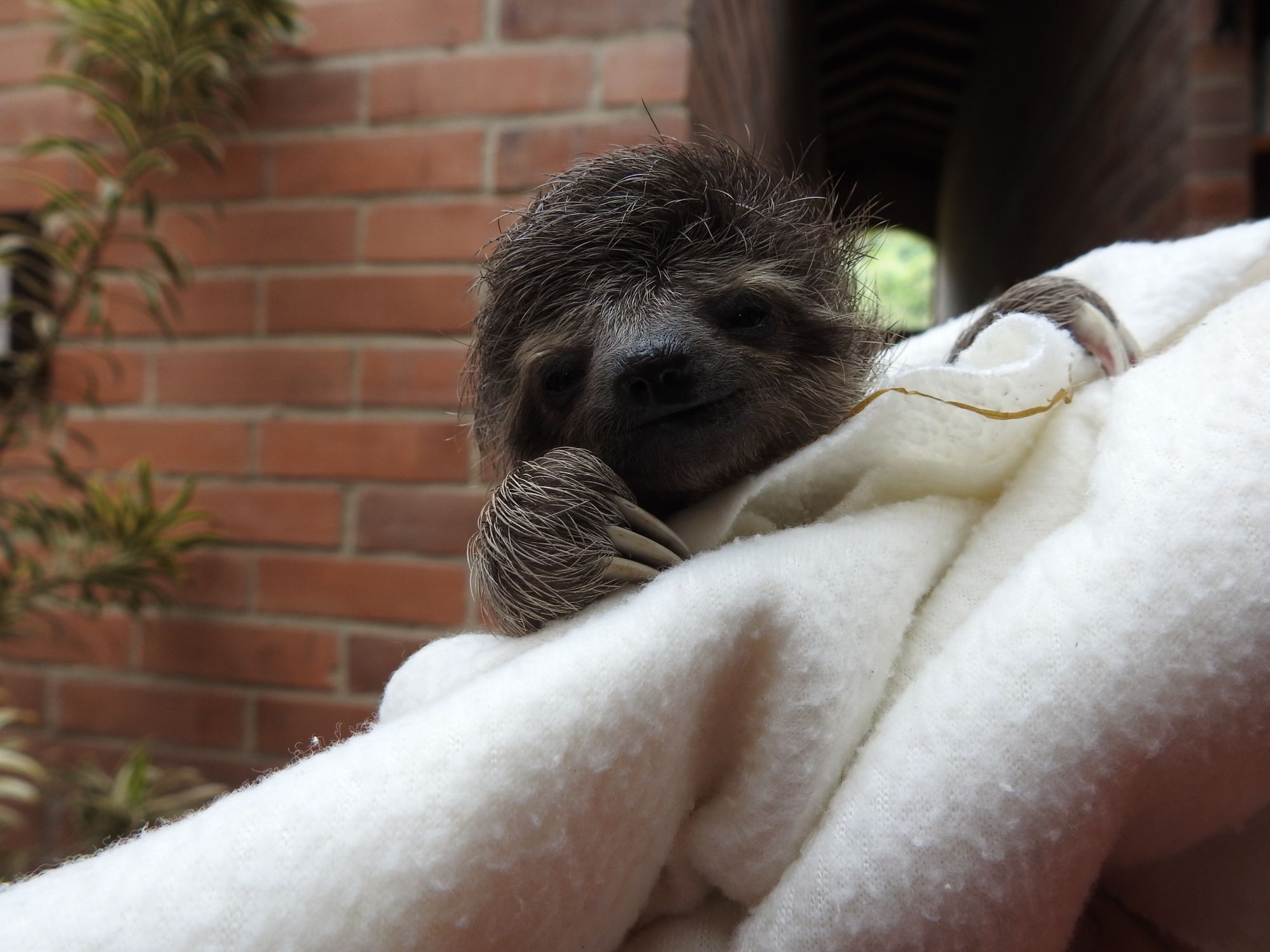 Un bébé paresseux qui s’épanouit après son sauvetage