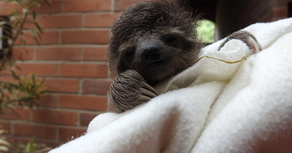 Baby three-toed sloth thriving after rescue
