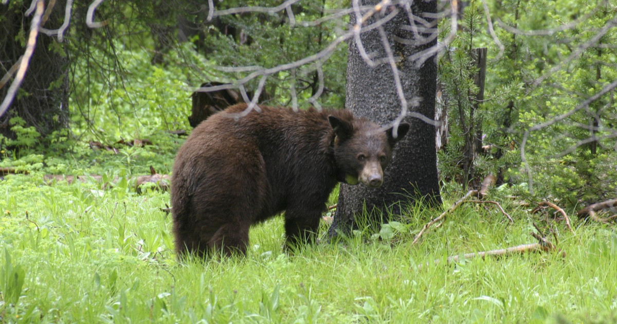 Bear facts | World Animal Protection