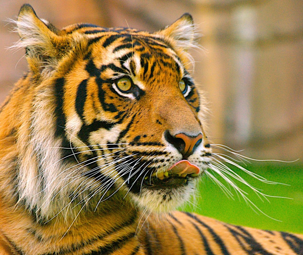 11 facts about tigers | World Animal Protection