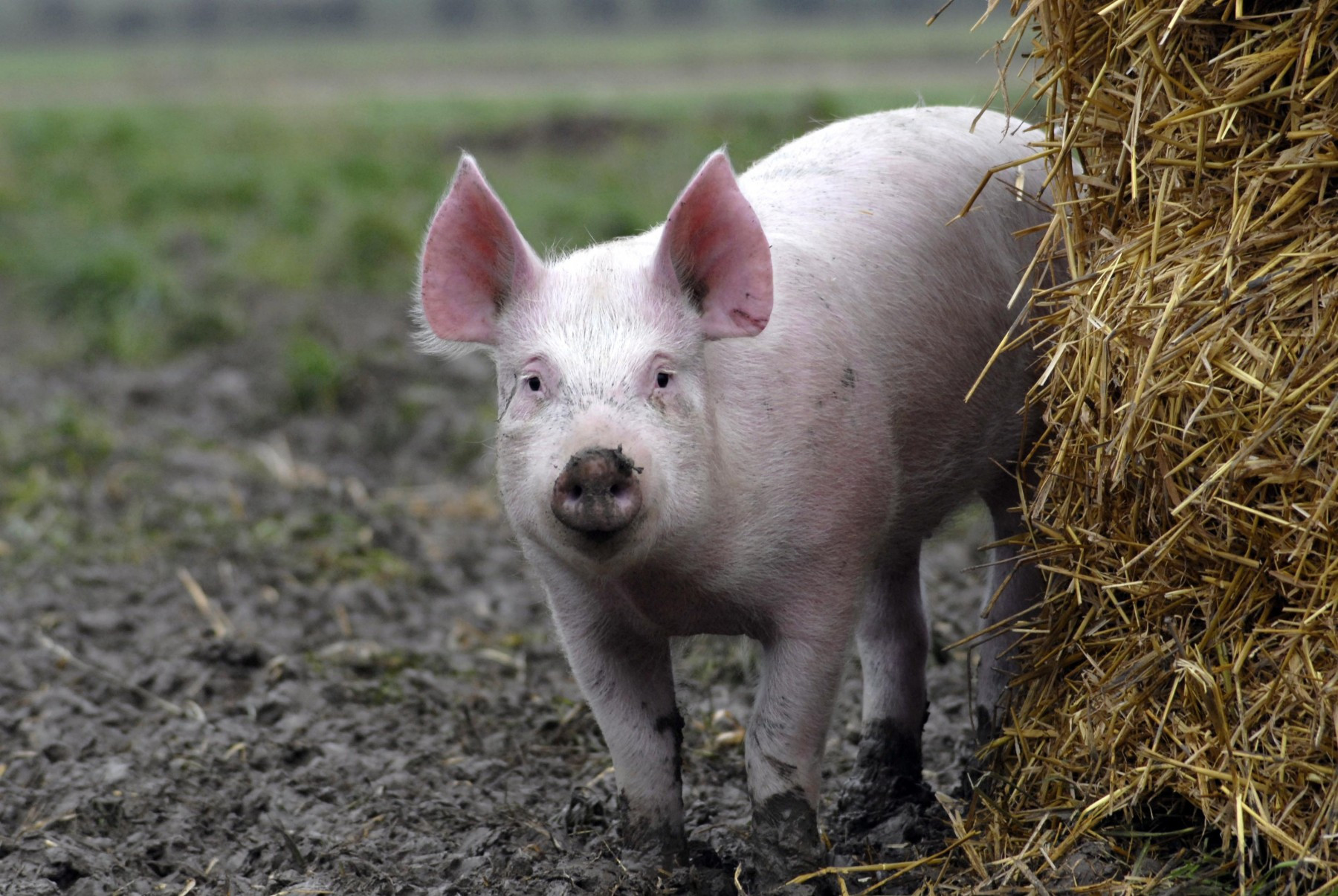 224 million animals protected in 2020 | World Animal Protection