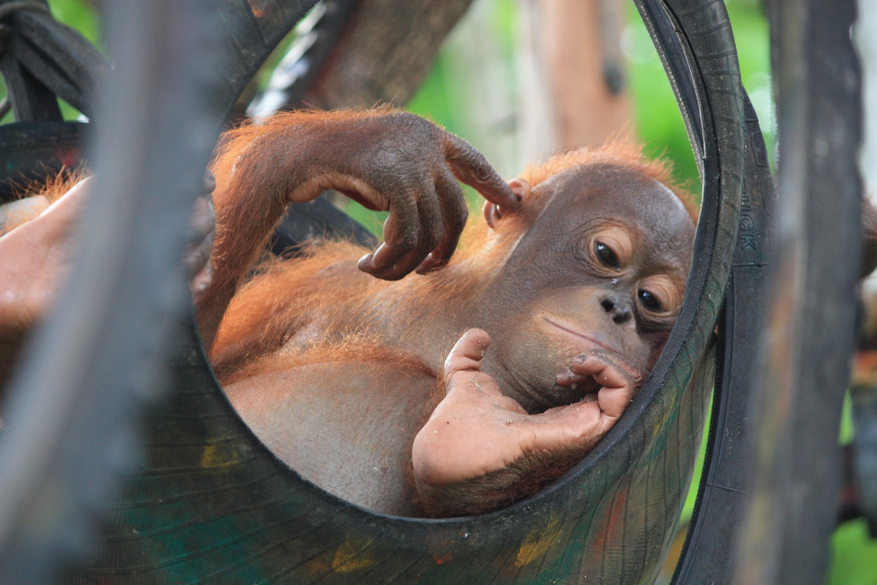 6 animals mastered social distancing | World Animal Protection