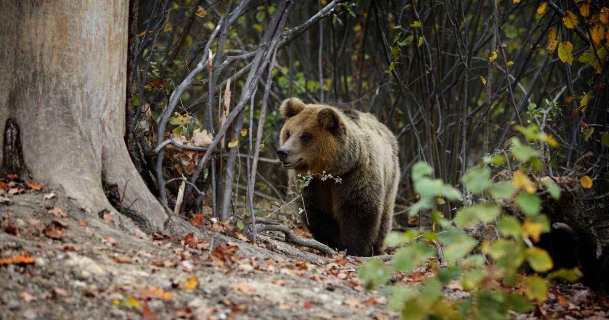 Ways to give | World Animal Protection