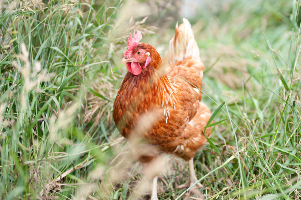 World Animal Protection joins Canada’s National Farm Animal Care Council