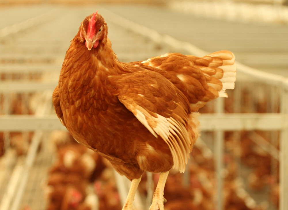Make a New Year’s resolution for animals