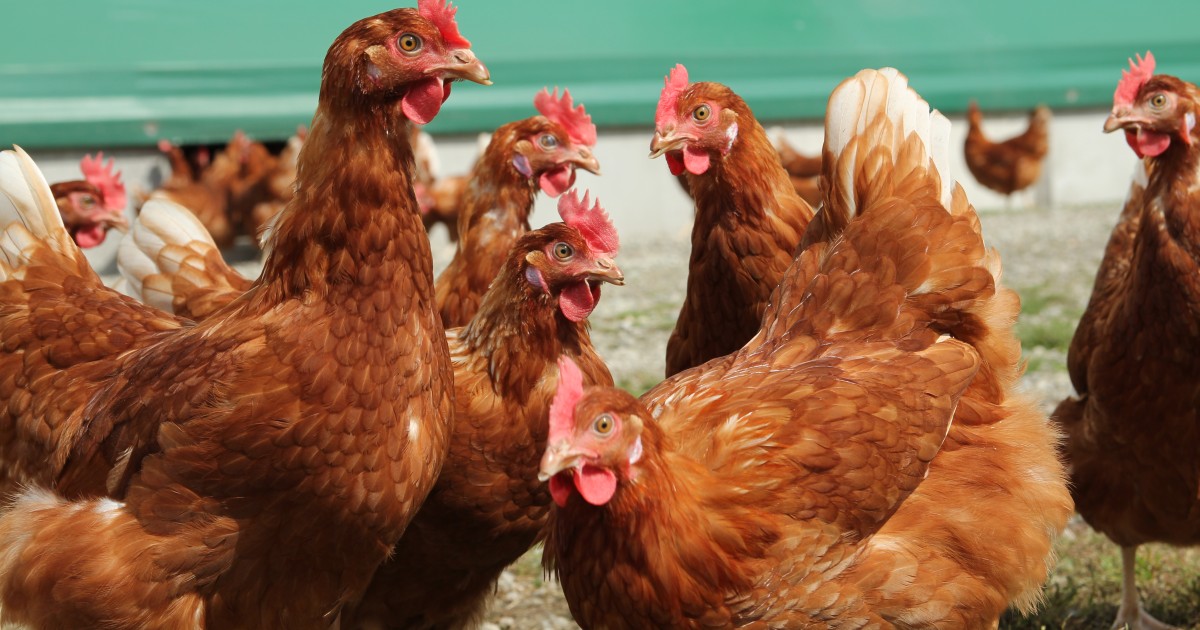 Victory for animals in Farm Bill | World Animal Protection