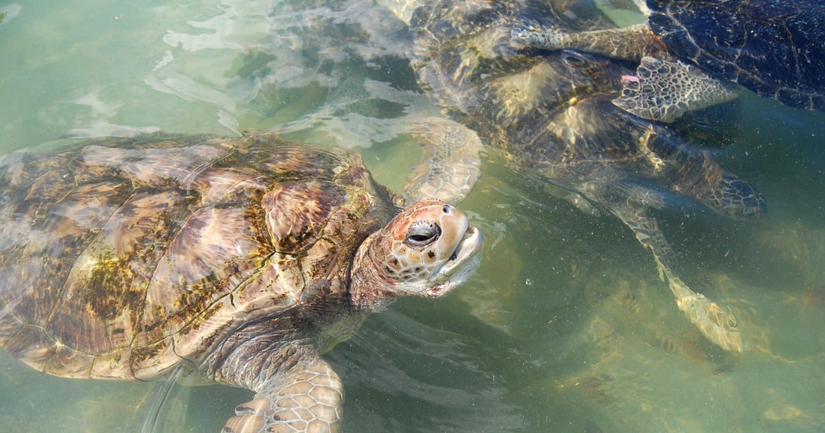 Turtle meat poll shows limited demand | [site:name]
