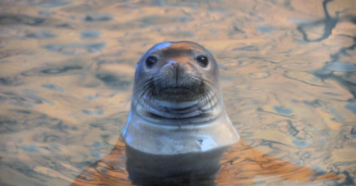 Making waves for Sea Change