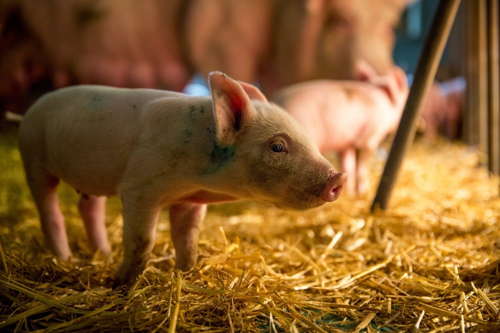 Eight interesting things pigs do