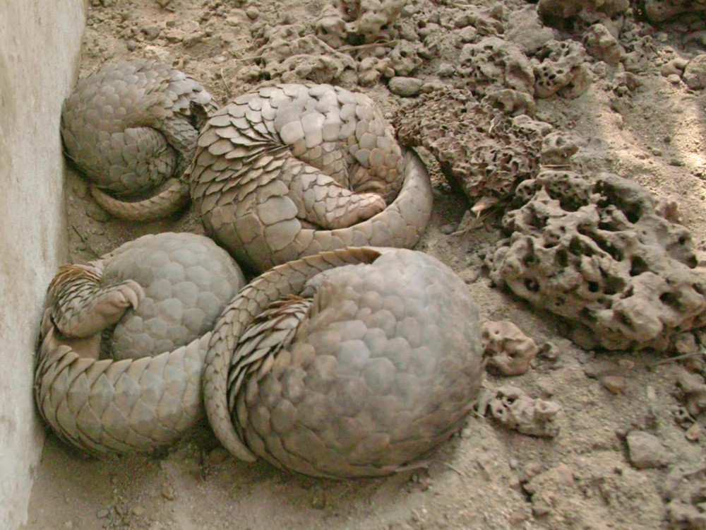 Raising awareness on World Pangolin Day | [site:name]