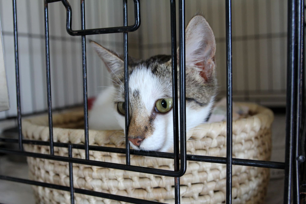 5 ways you’ve helped cats in need