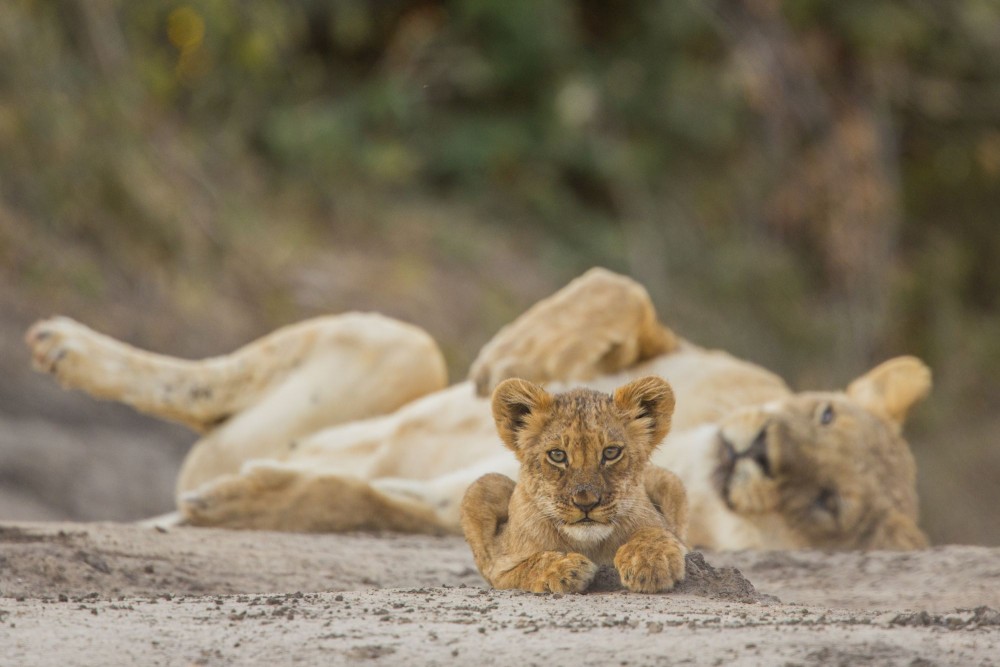 6 fun facts about animal siblings