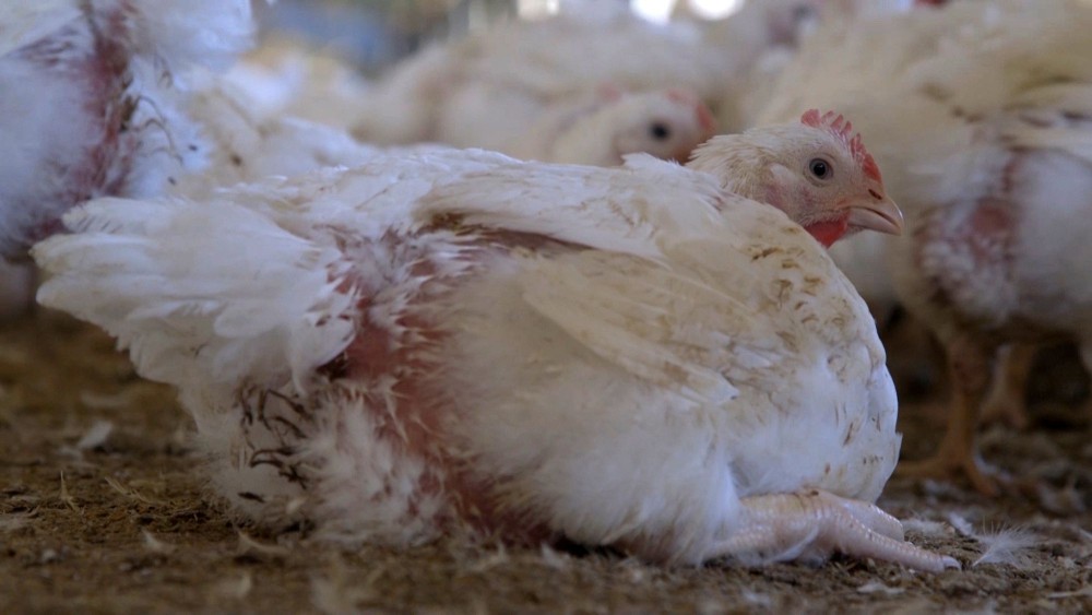 The brutal life of a meat chicken