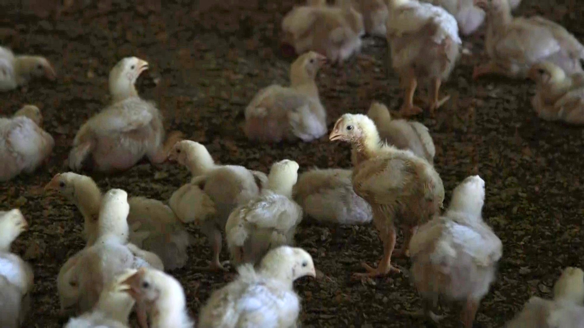 Call upon KFC to improve chicken welfare