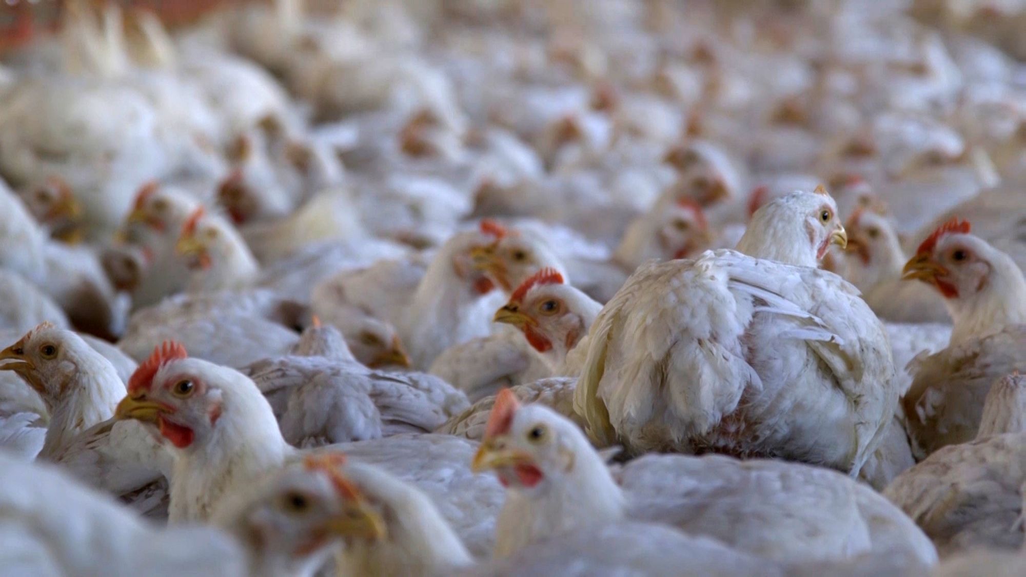 The brutal life of a meat chicken