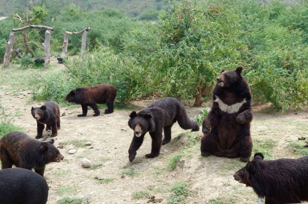 Roti time for Balkasar bears | World Animal Protection
