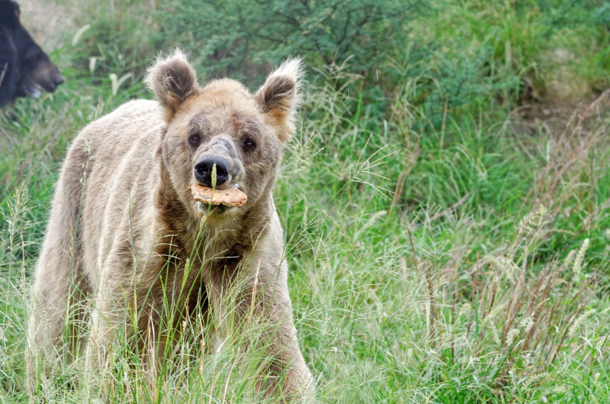Roti time for Balkasar bears | World Animal Protection