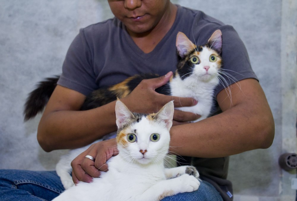 5 ways you’ve helped cats in need