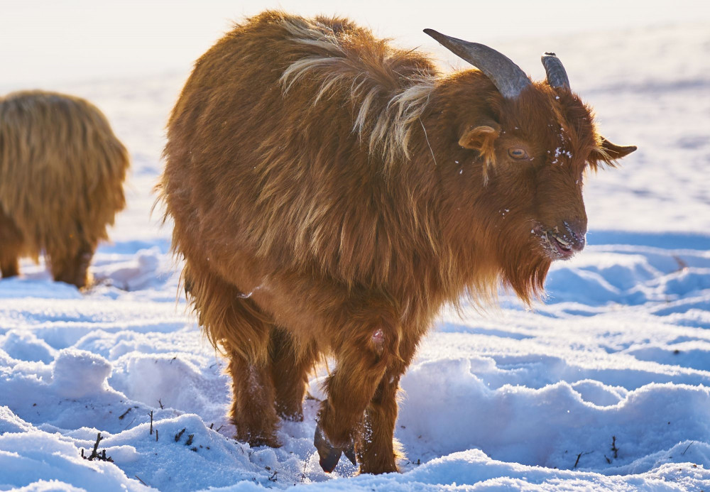 Moving the world to help animals in 2017