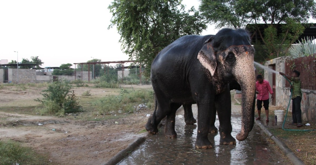 Elephants of Amer Fort | [site:name]
