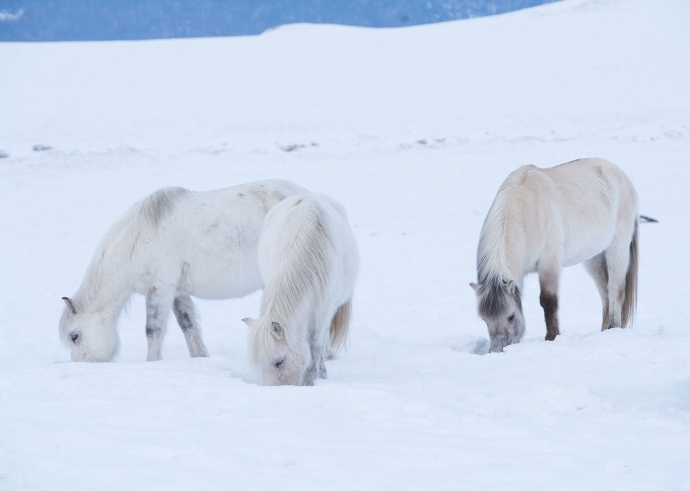 Protecting animals in the face of a changing climate