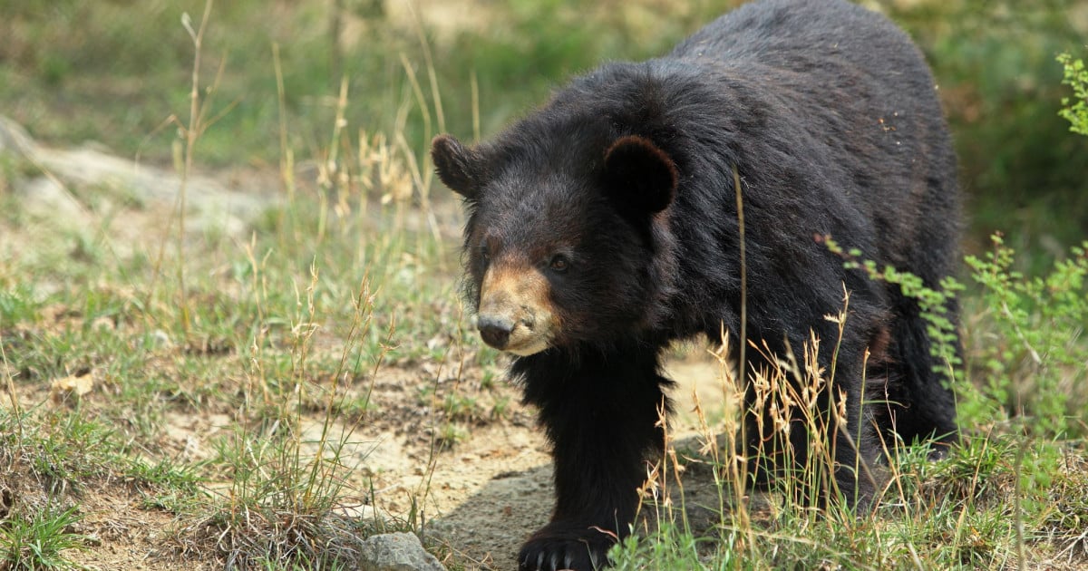 The Balkasar bear sanctuary will be extended