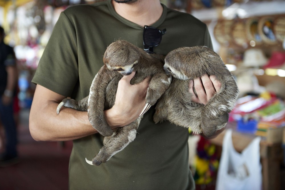 Love wild animals? Want to see them up close?