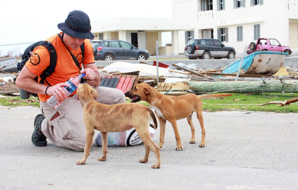Help for animals in Barbuda hurricane | World Animal Protection