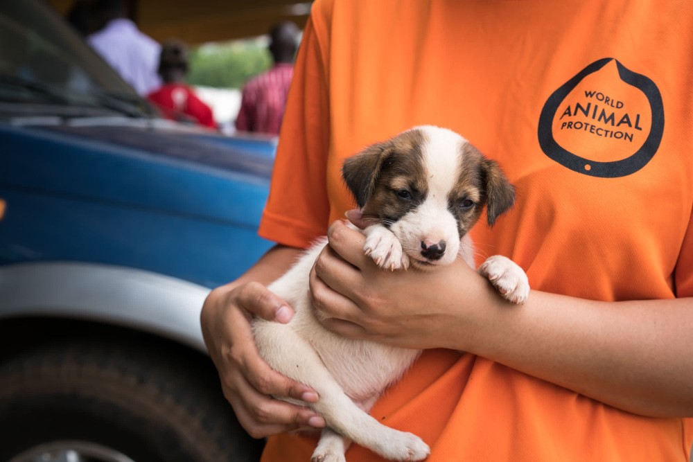 Vaccinating against rabies in four African countries