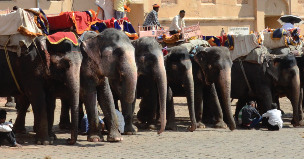 The truth about elephant riding | World Animal Protection